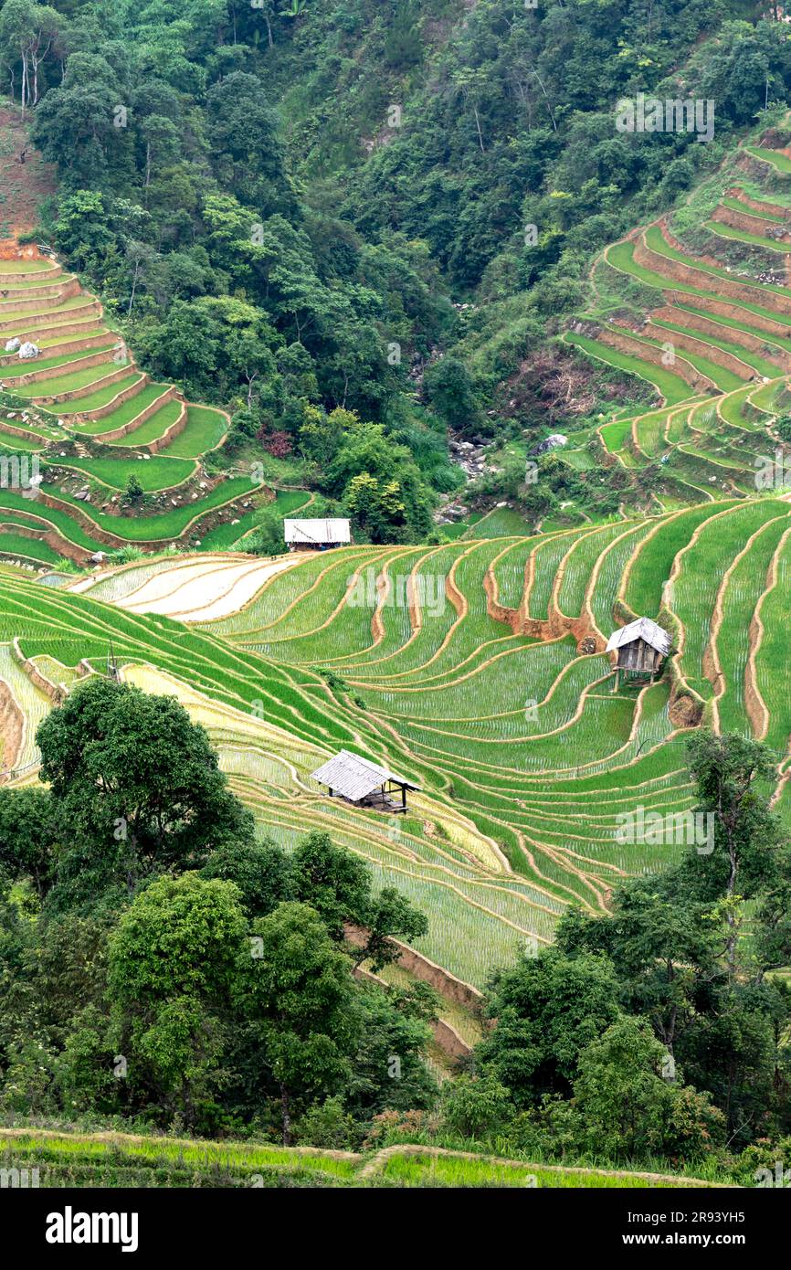See terraced fields in the pouring season in Mu Cang Chai, Yen Bai ...