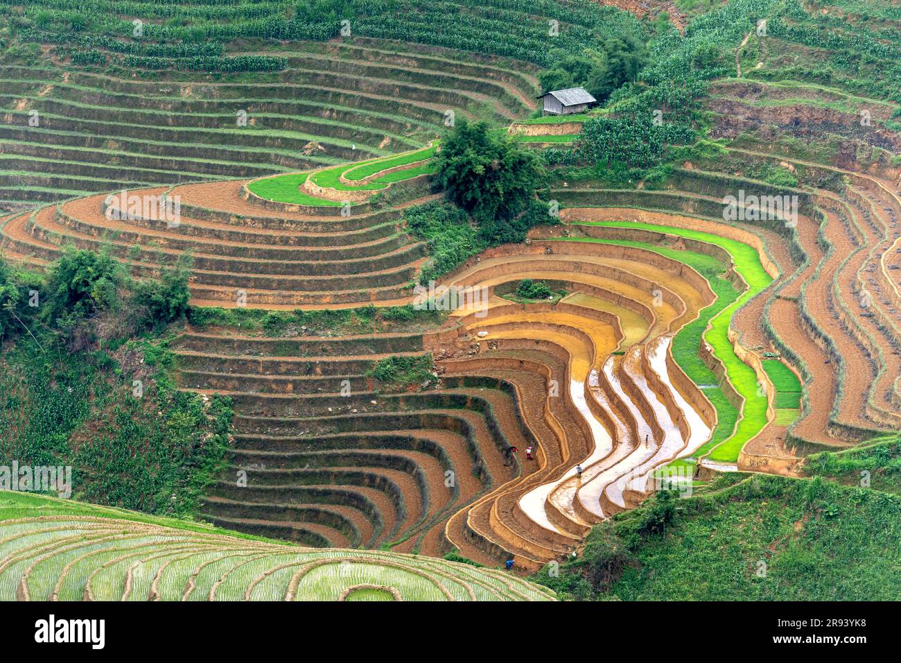 See terraced fields in the pouring season in Mu Cang Chai, Yen Bai ...