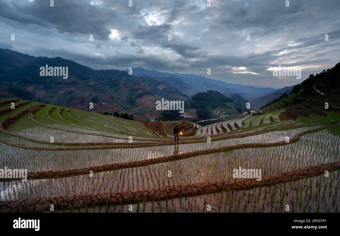 See terraced fields in the pouring season in Mu Cang Chai, Yen Bai ...