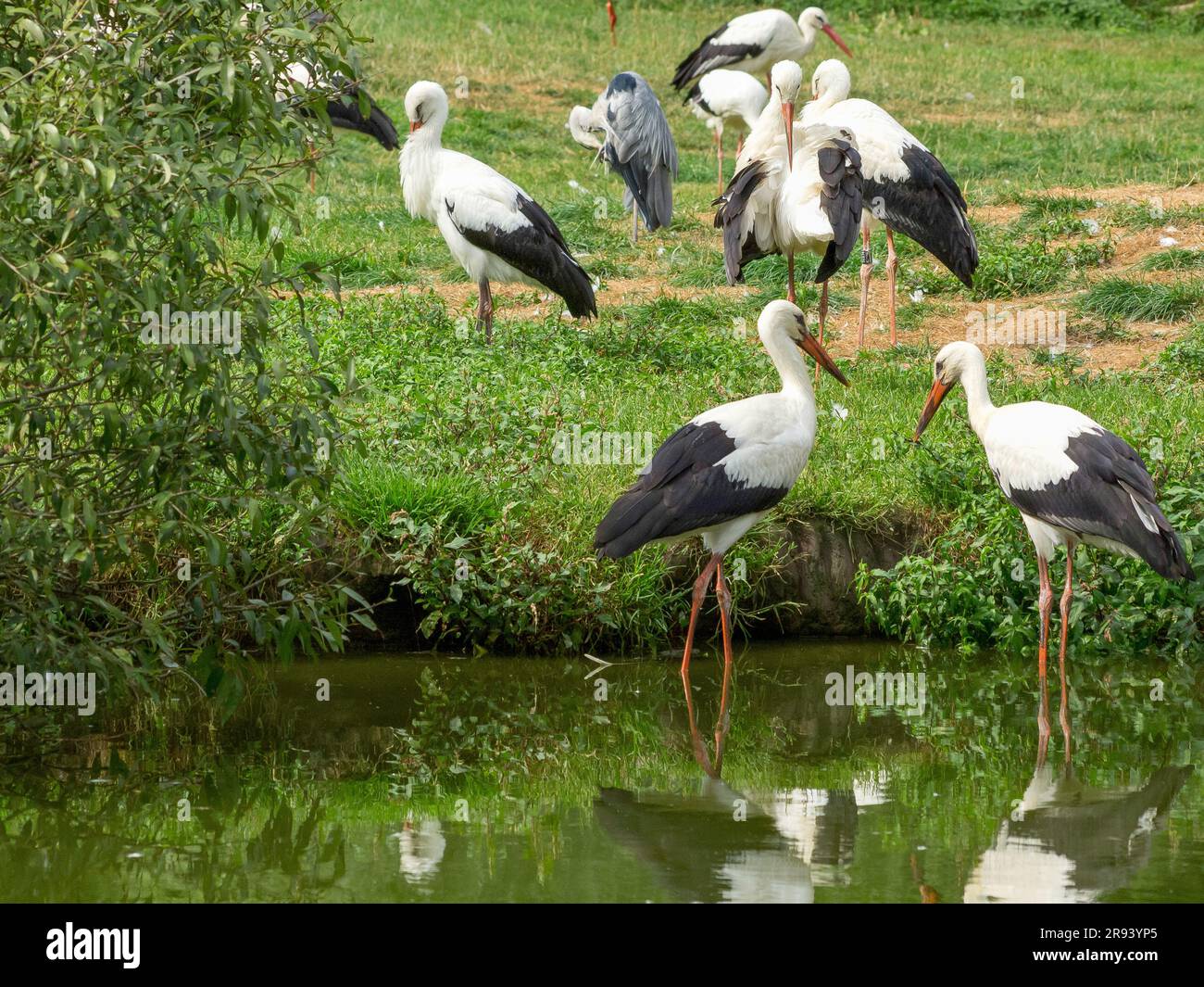 storks in germany Stock Photo - Alamy