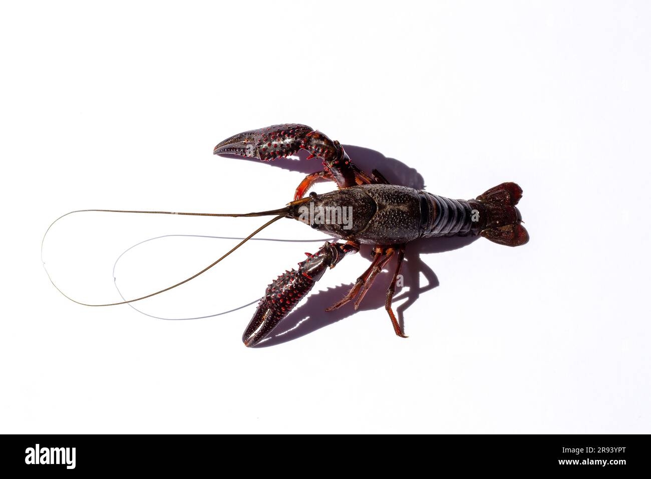 A large dark red crawfish isolated on a white background Stock Photo ...