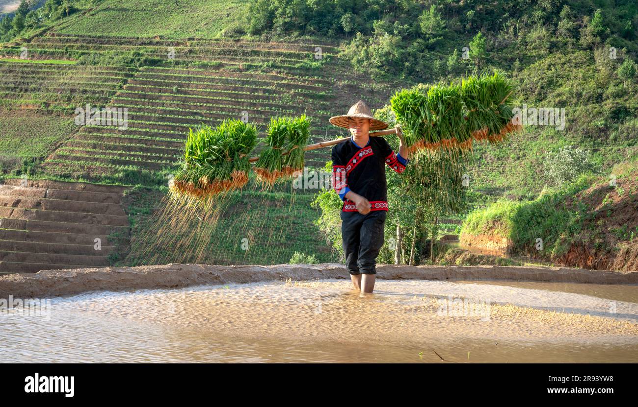 A young man H'Mong ethnic carrying saplings of jasmine rice to ...