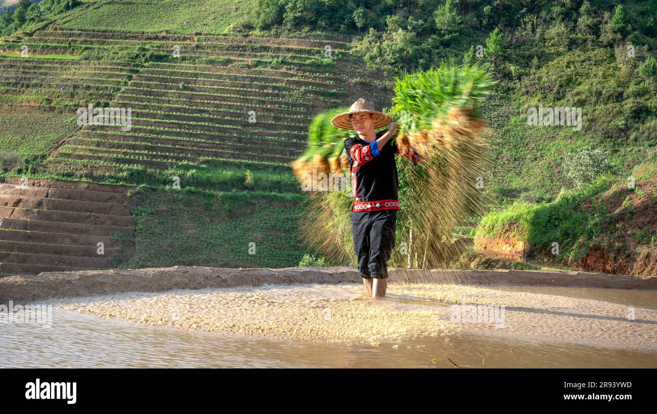 A young man H'Mong ethnic carrying saplings of jasmine rice to ...