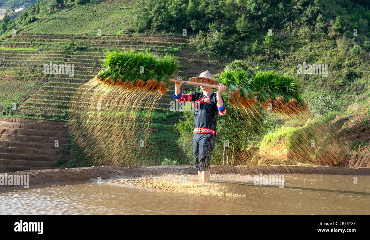 A young man H'Mong ethnic carrying saplings of jasmine rice to ...
