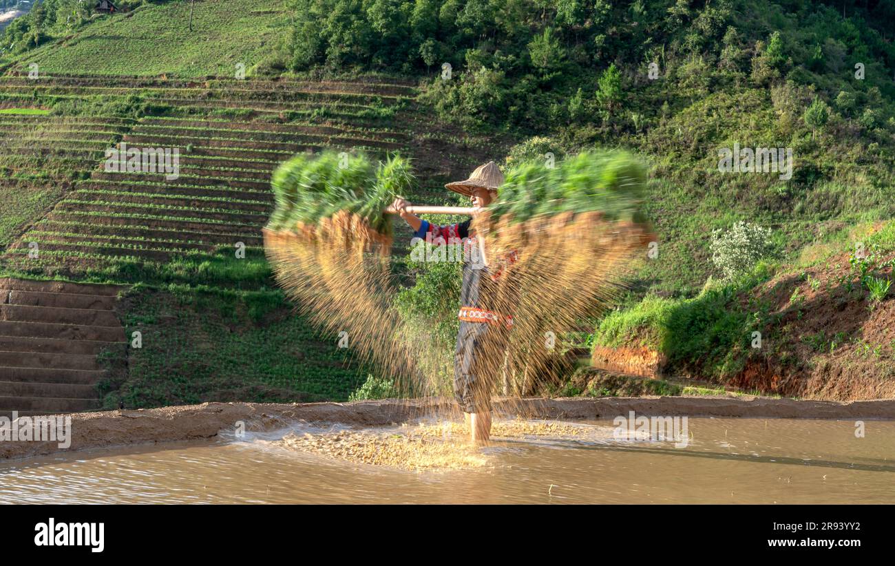 A young man H'Mong ethnic carrying saplings of jasmine rice to ...