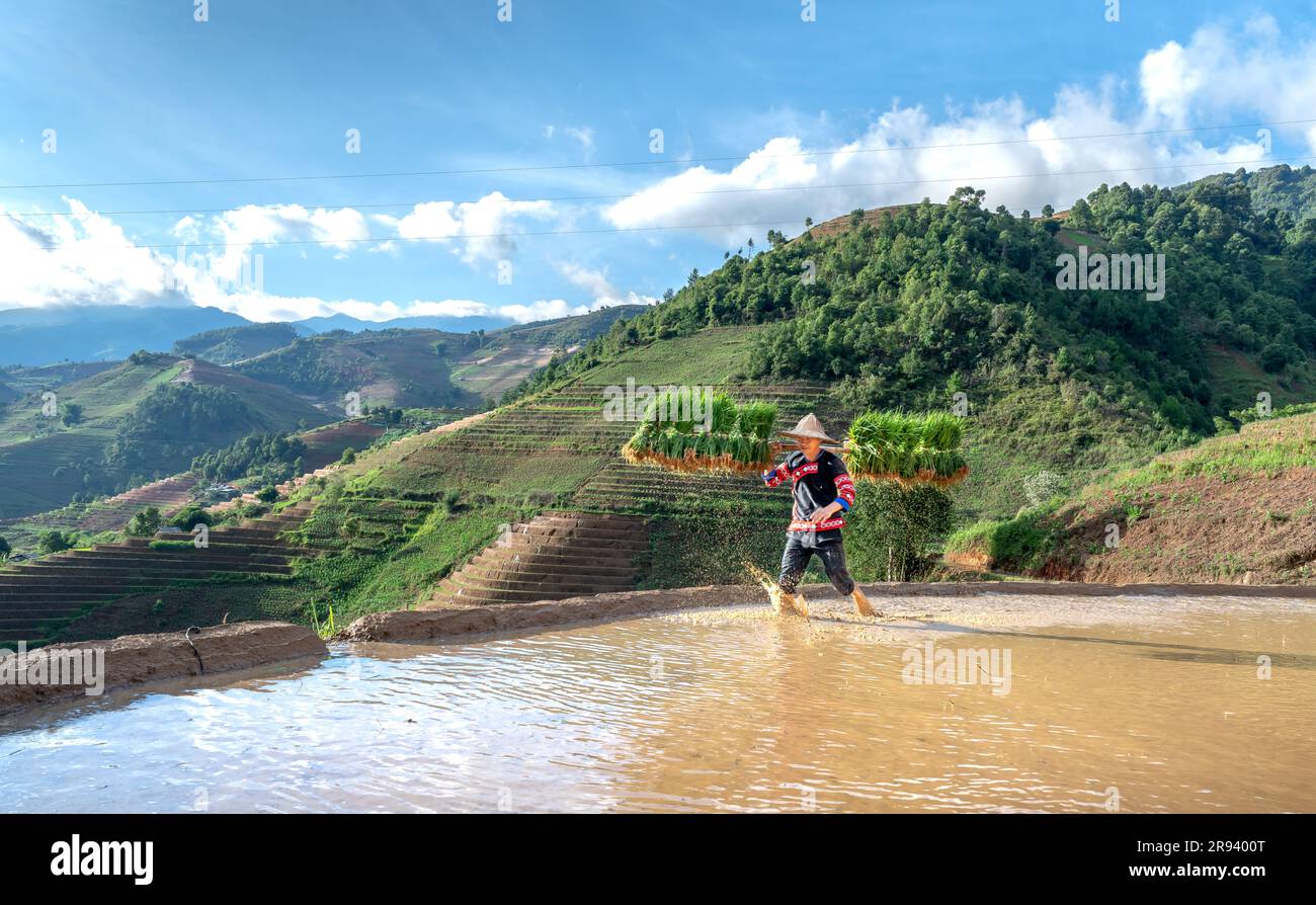 A young man H'Mong ethnic carrying saplings of jasmine rice to ...