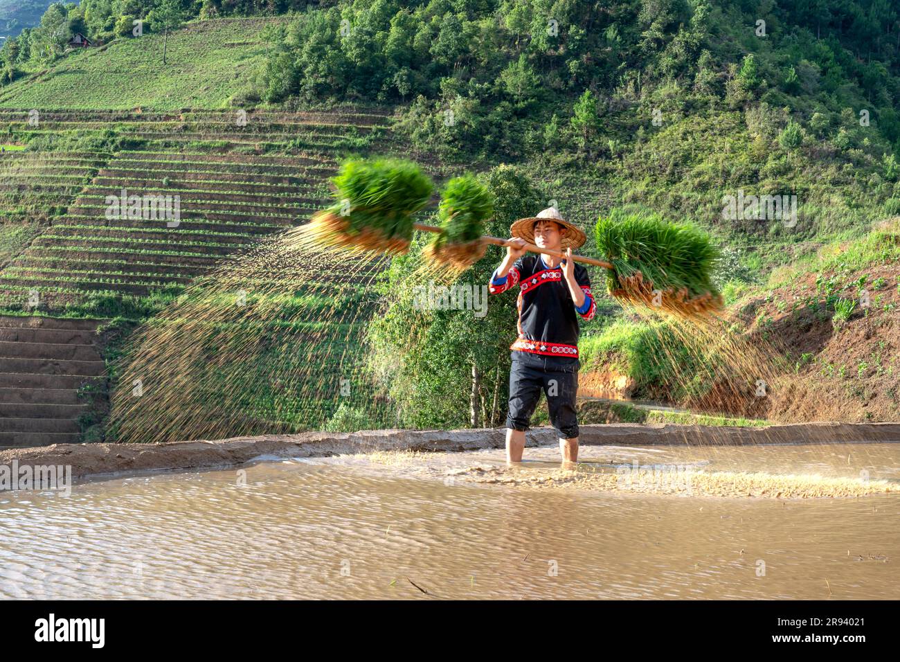 A young man H'Mong ethnic carrying saplings of jasmine rice to ...