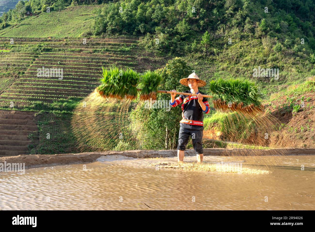 A young man H'Mong ethnic carrying saplings of jasmine rice to ...