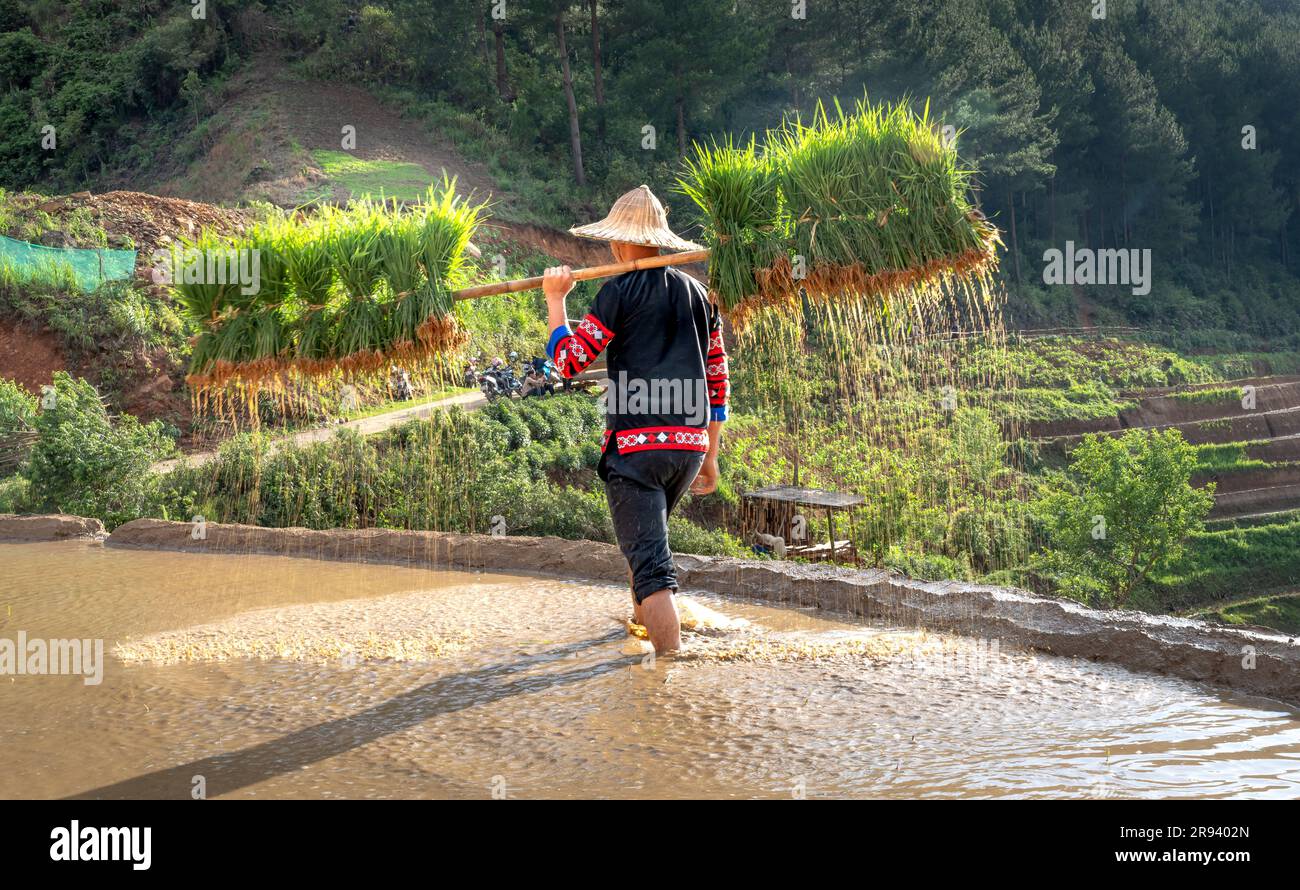 A young man H'Mong ethnic carrying saplings of jasmine rice to ...
