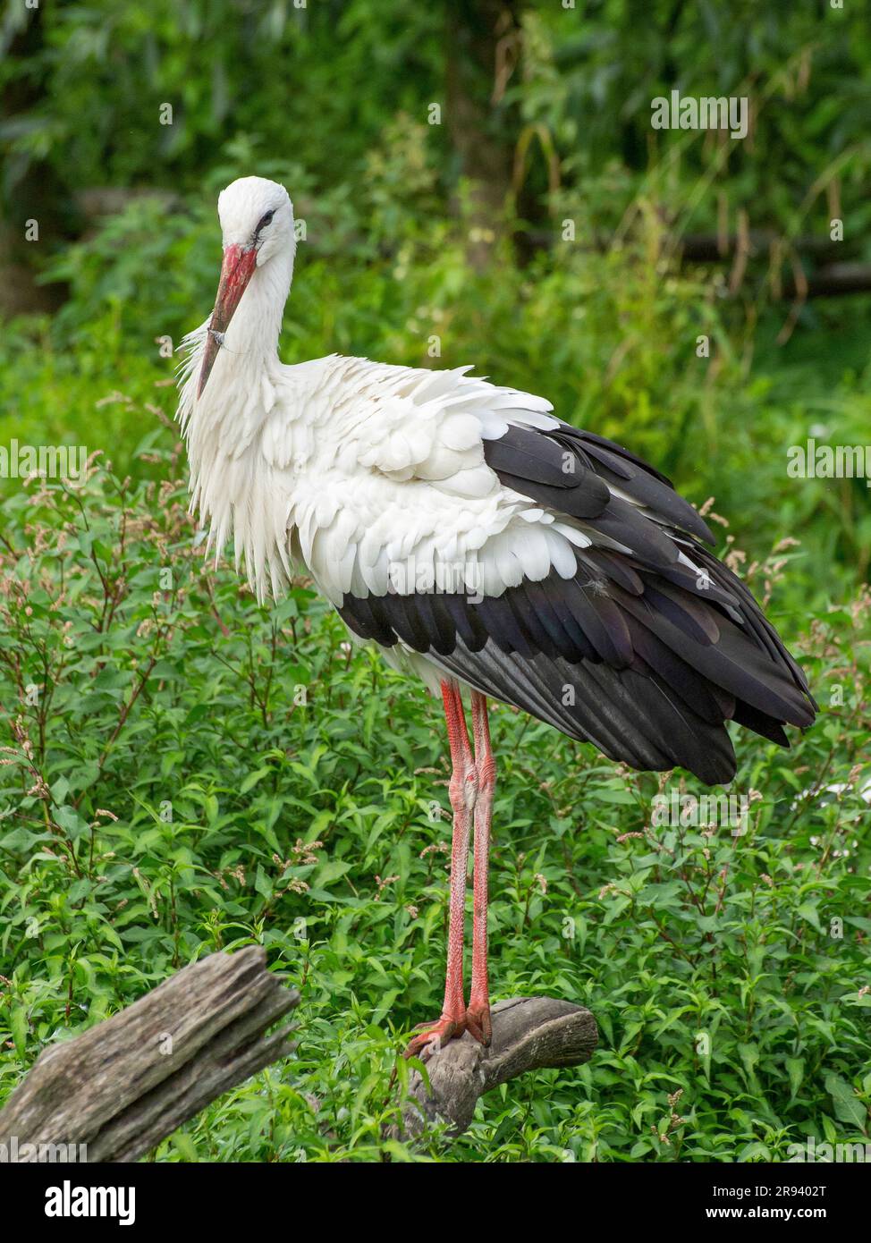 storks in germany Stock Photo - Alamy