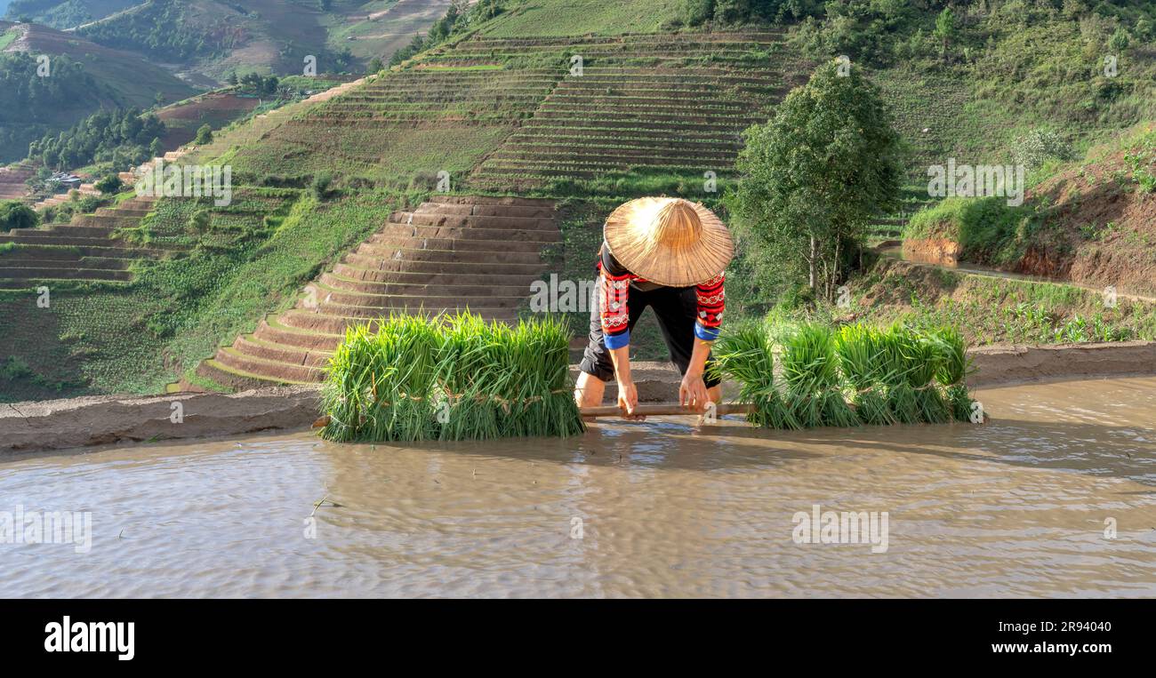 A young man H'Mong ethnic carrying saplings of jasmine rice to ...