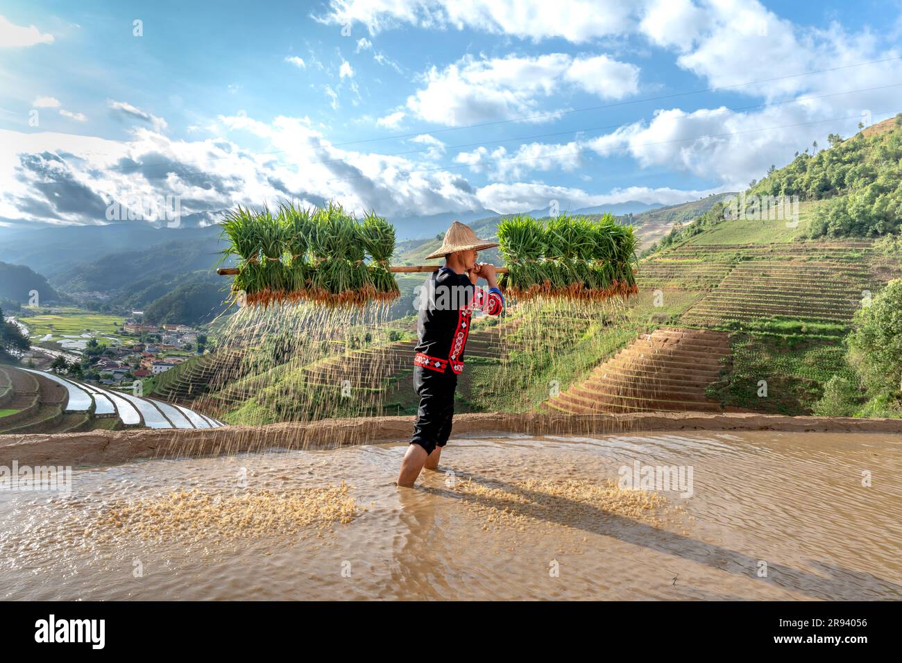 A young man H'Mong ethnic carrying saplings of jasmine rice to ...