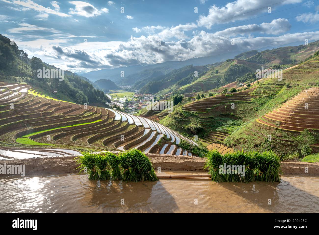 Farmers' rice seed bundles, ready for rice planting Stock Photo - Alamy