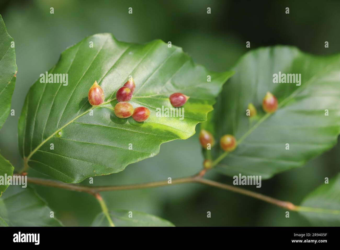 Galls of the Gall Midge (Mikiola fagi) on leaves of Common Beech (Fagus ...