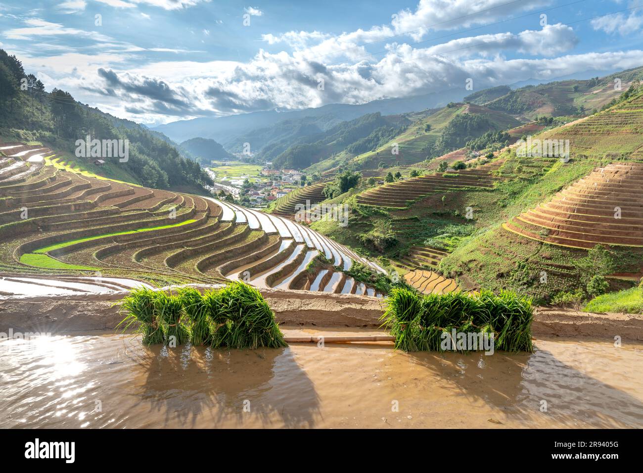 Farmers' rice seed bundles, ready for rice planting Stock Photo - Alamy