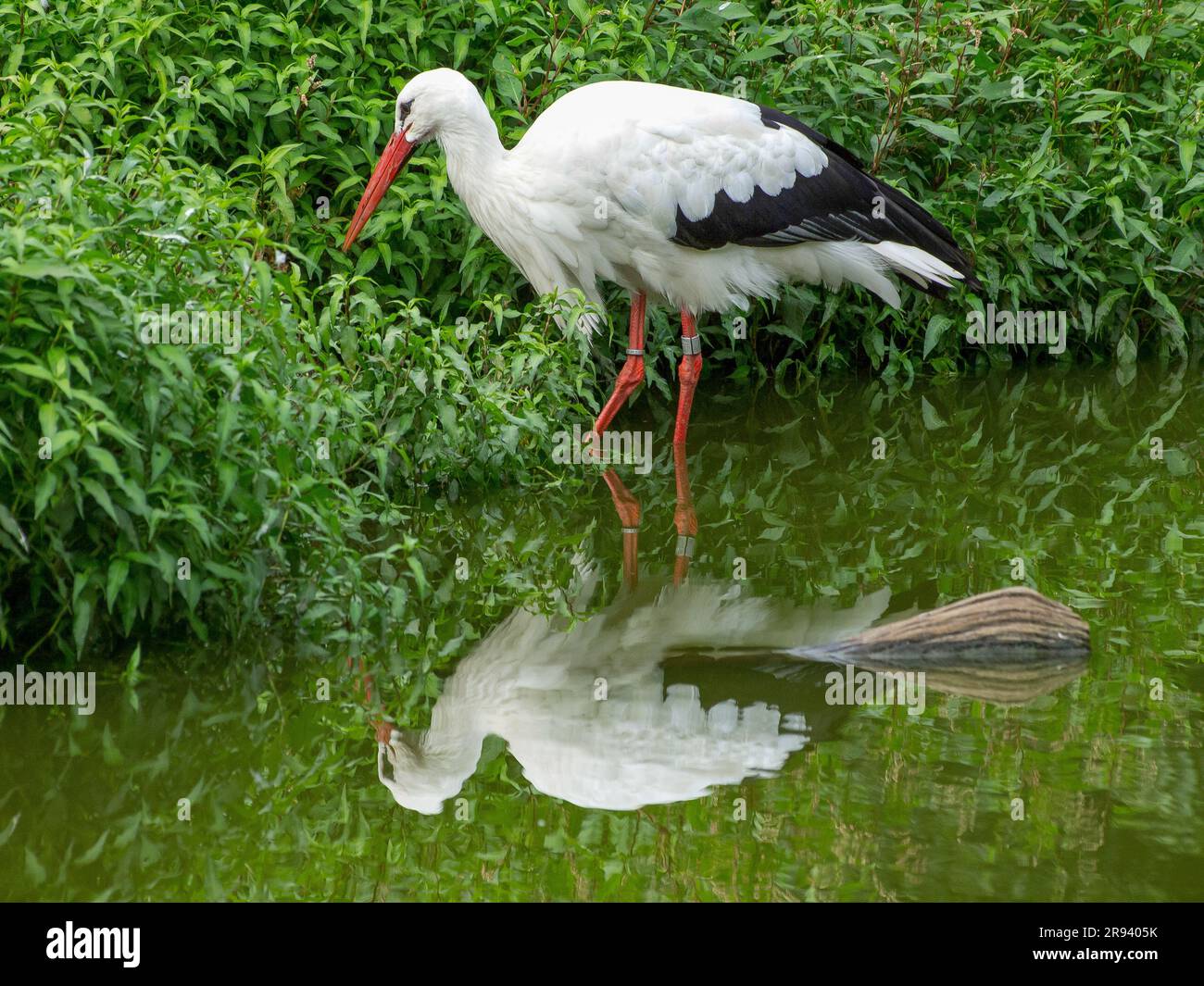 storks in germany Stock Photo - Alamy