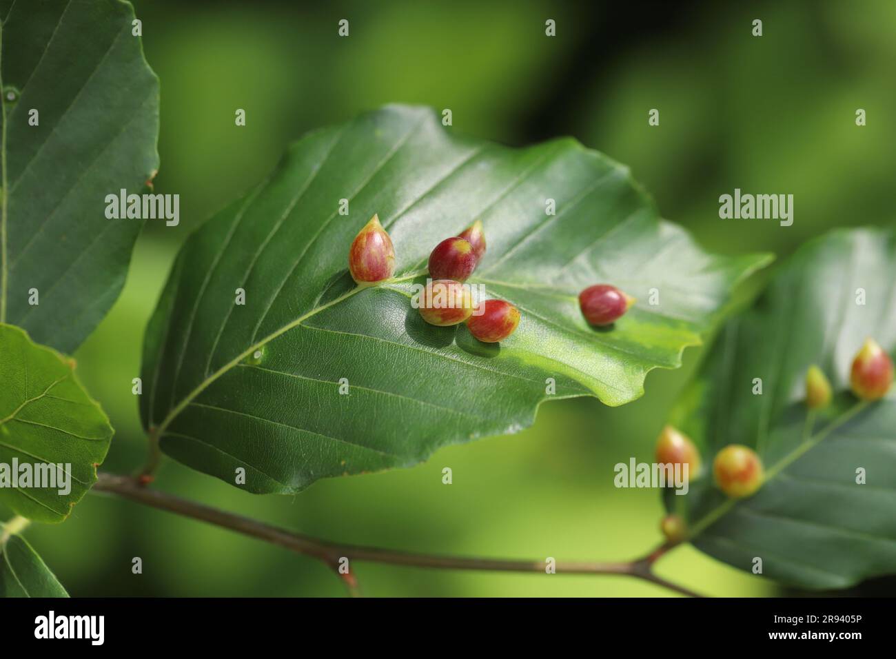 Gall midge hi-res stock photography and images - Alamy