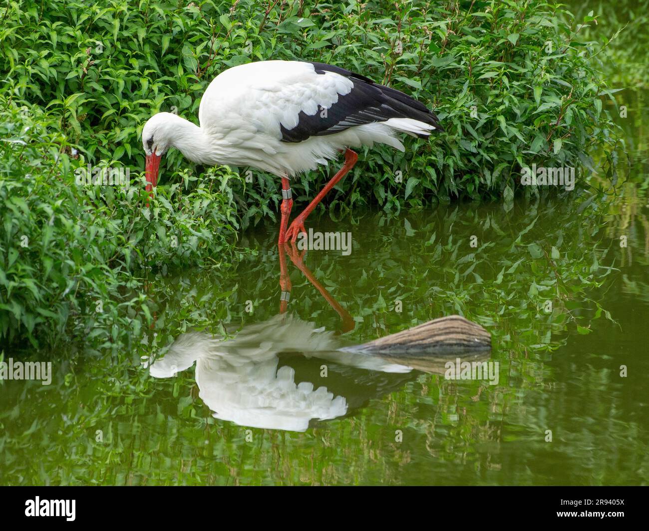 storks in germany Stock Photo - Alamy