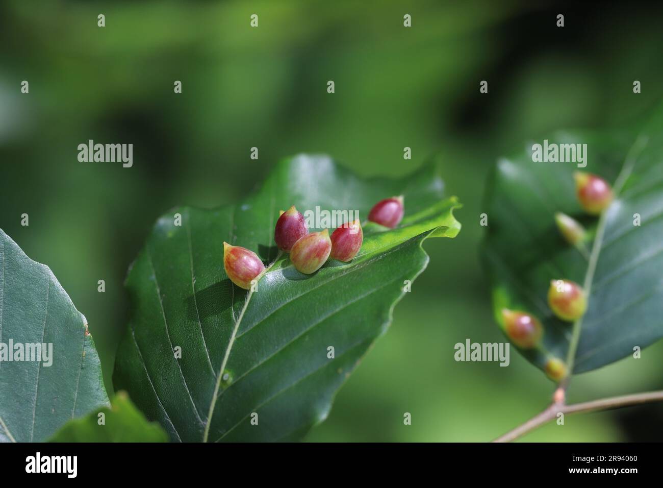Galls of the Gall Midge (Mikiola fagi) on leaves of Common Beech (Fagus ...