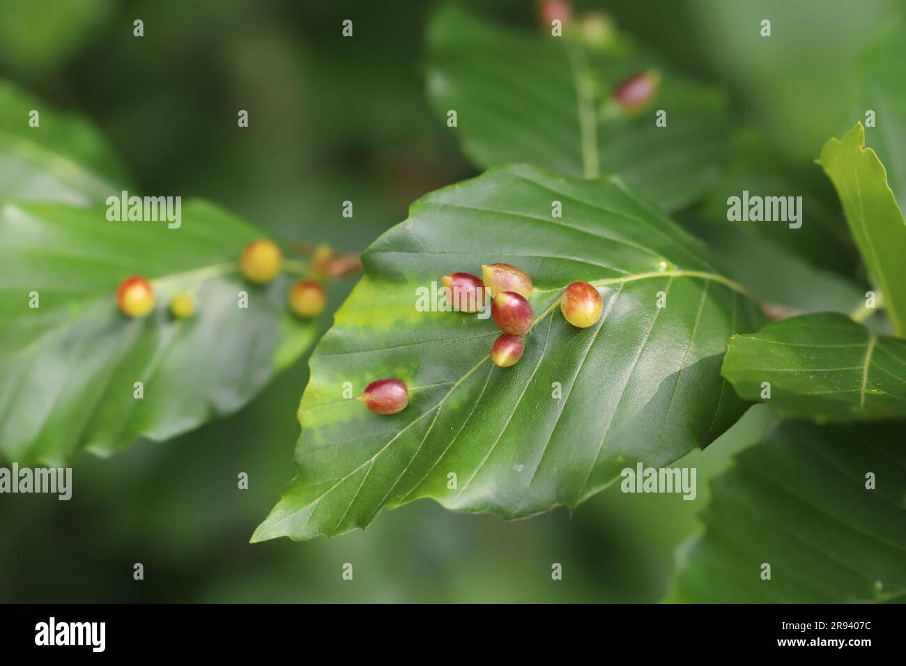 Gall midge hi-res stock photography and images - Alamy