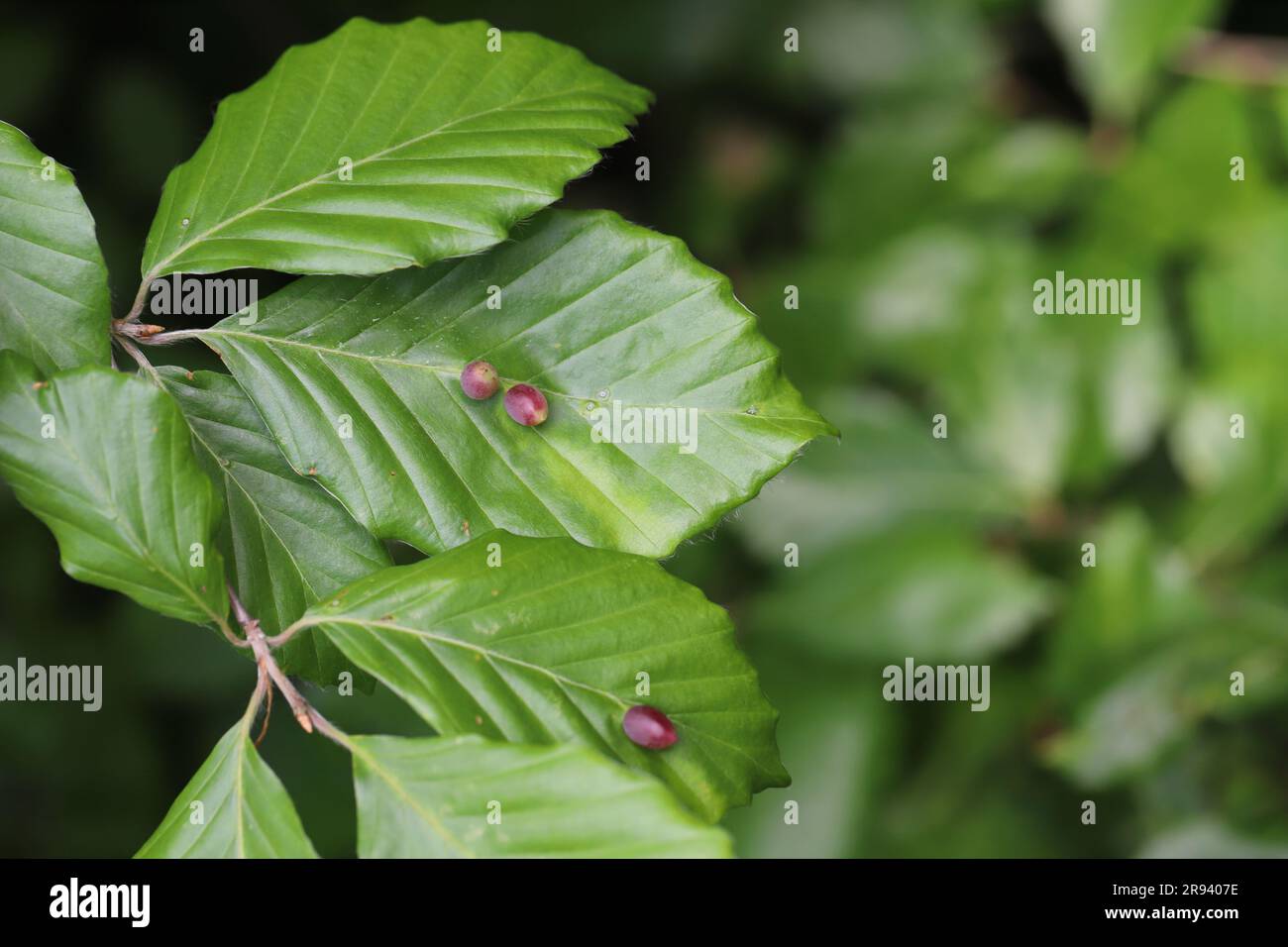 Galls of the Gall Midge (Mikiola fagi) on leaves of Common Beech (Fagus ...