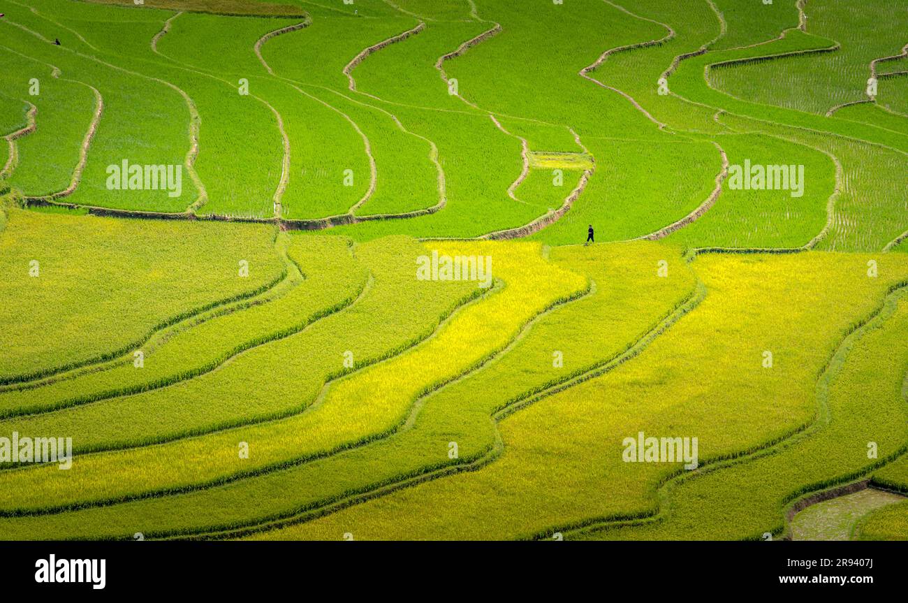 Amazing Rice fields on terraced in watering seasont at Tu Le valley ...