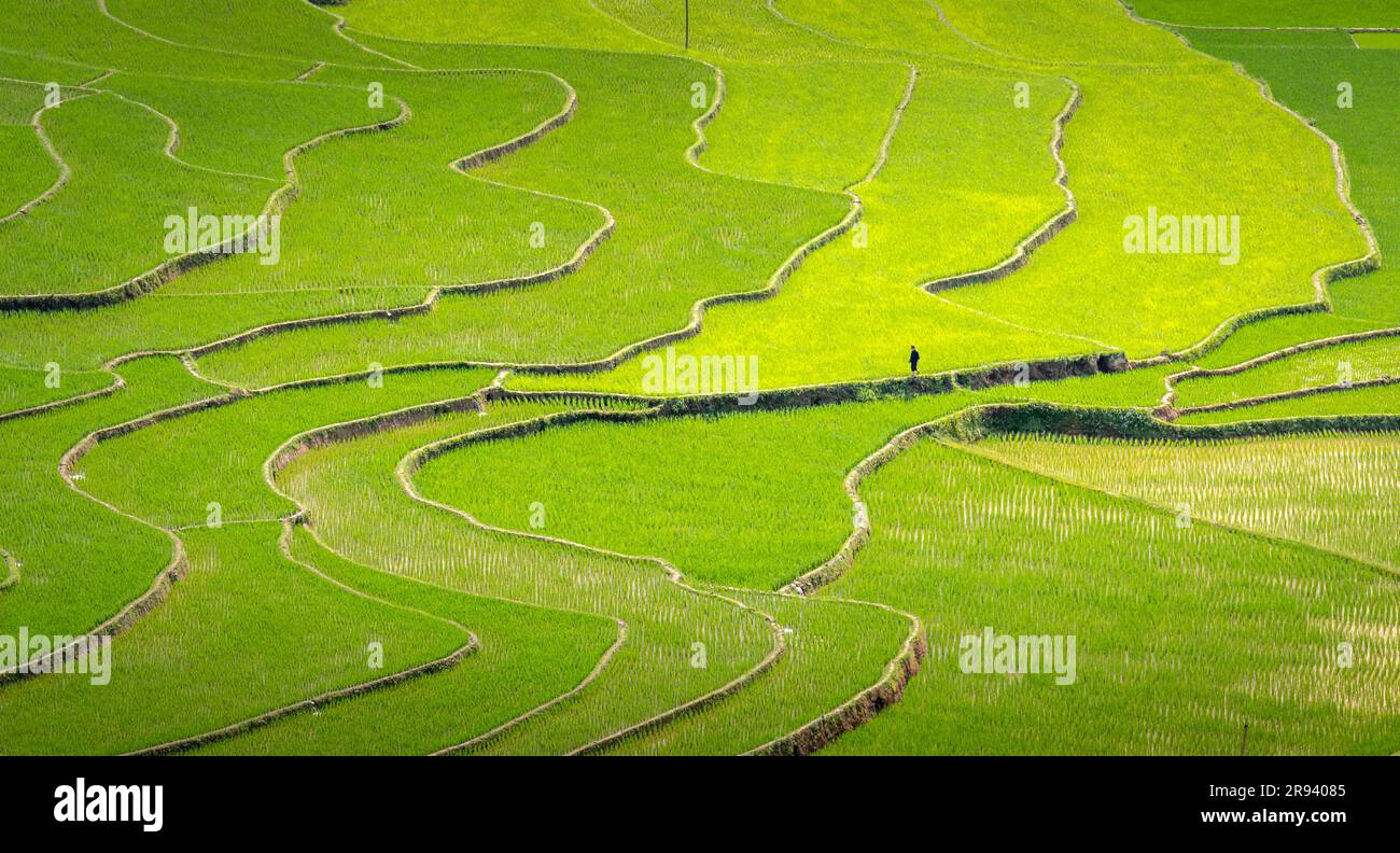 Amazing Rice fields on terraced in watering seasont at Tu Le valley ...