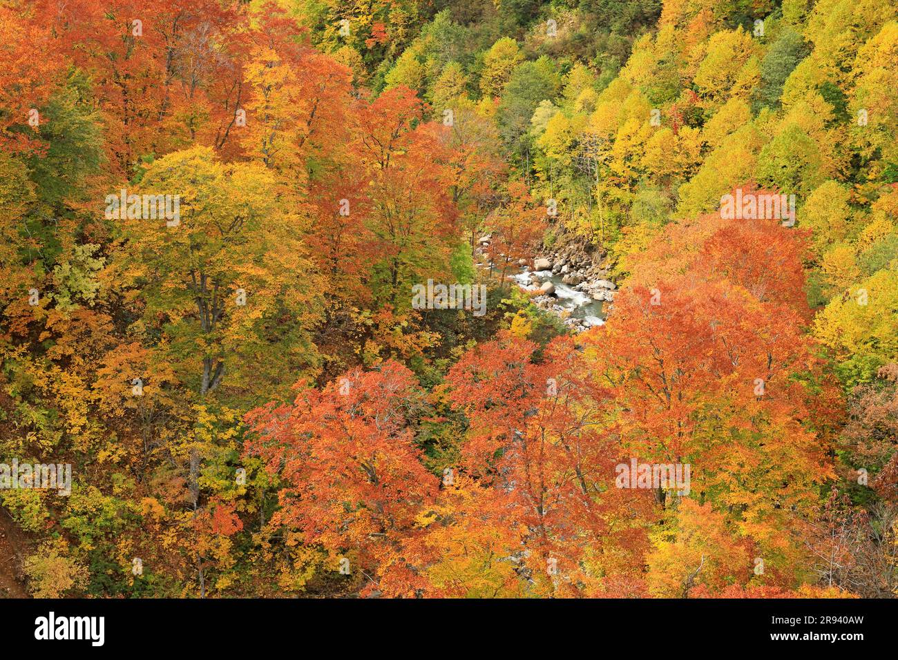 Autumn leaves of Tamagawa Onsen Stock Photo - Alamy