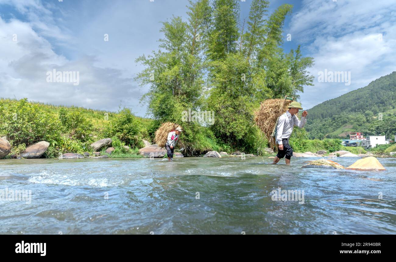 Ethnic minority people carry rice trees across the stream to go home in ...