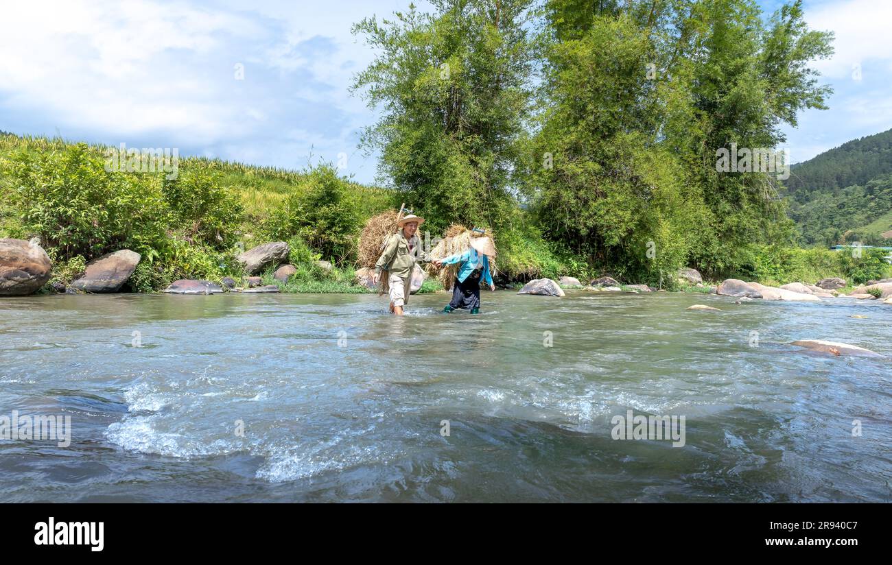 Ethnic minority people carry rice trees across the stream to go home in ...