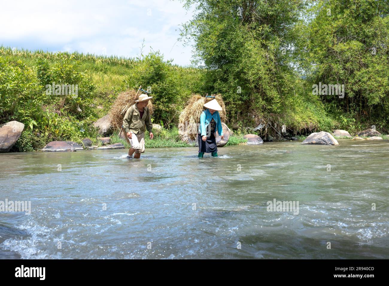 Ethnic minority people carry rice trees across the stream to go home in ...