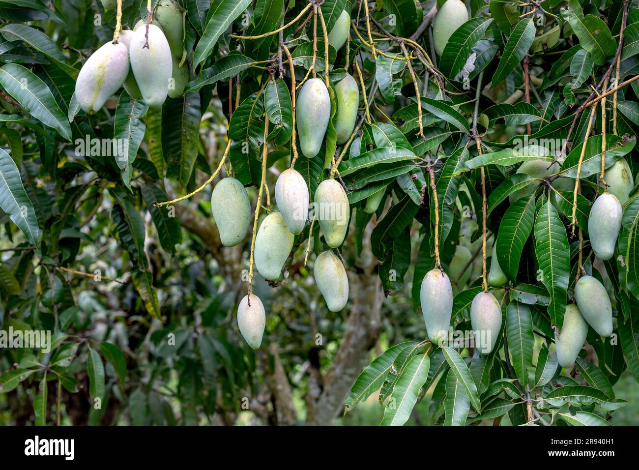 Gree mangoes hi-res stock photography and images - Alamy