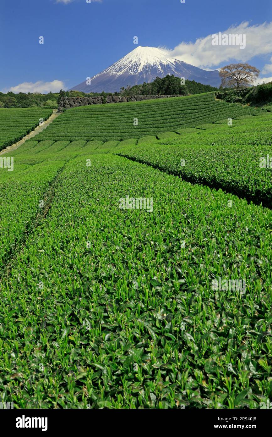 Tea Plantations and Mount Fuji Stock Photo - Alamy