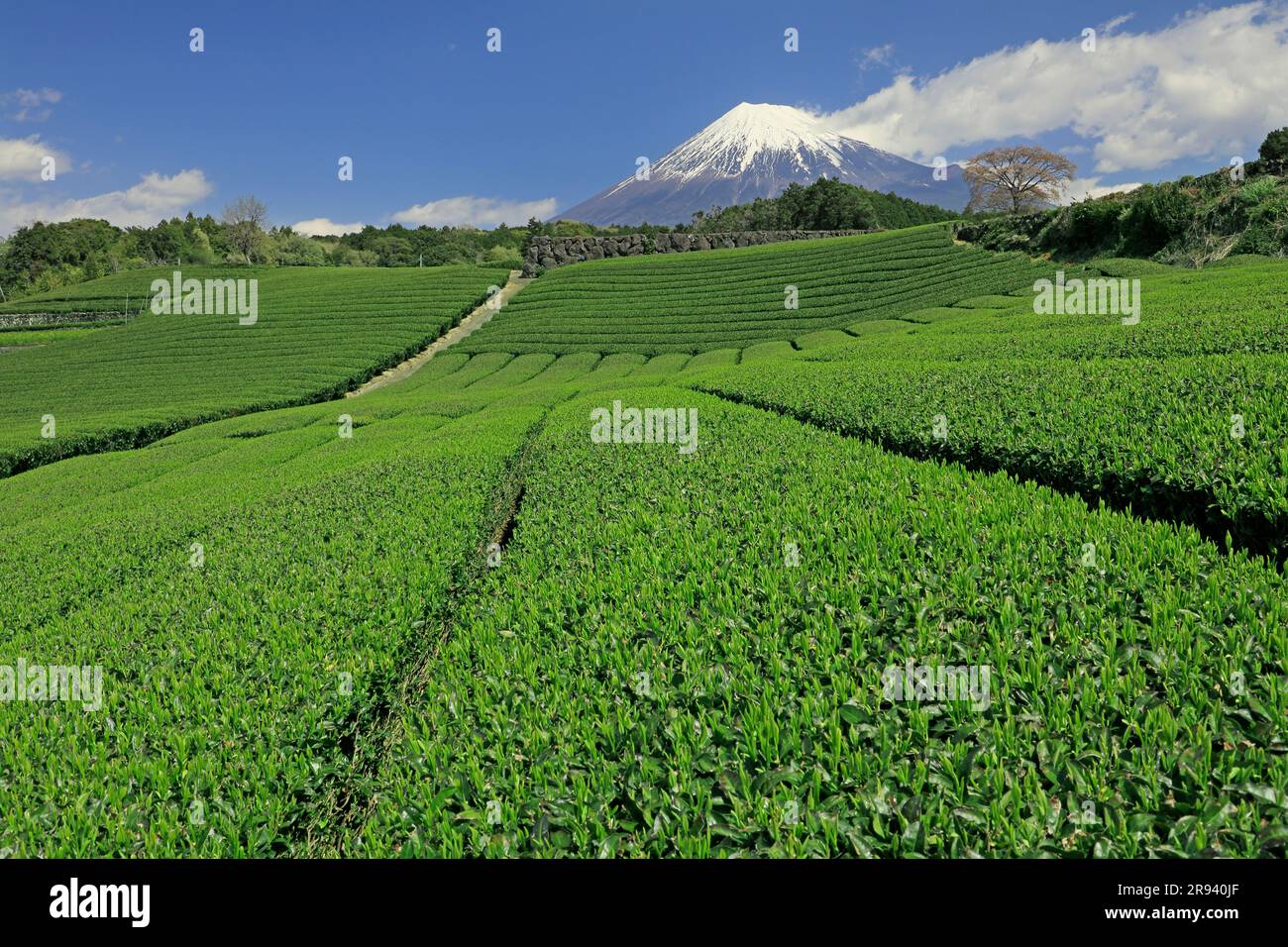 Tea Plantations and Mount Fuji Stock Photo - Alamy