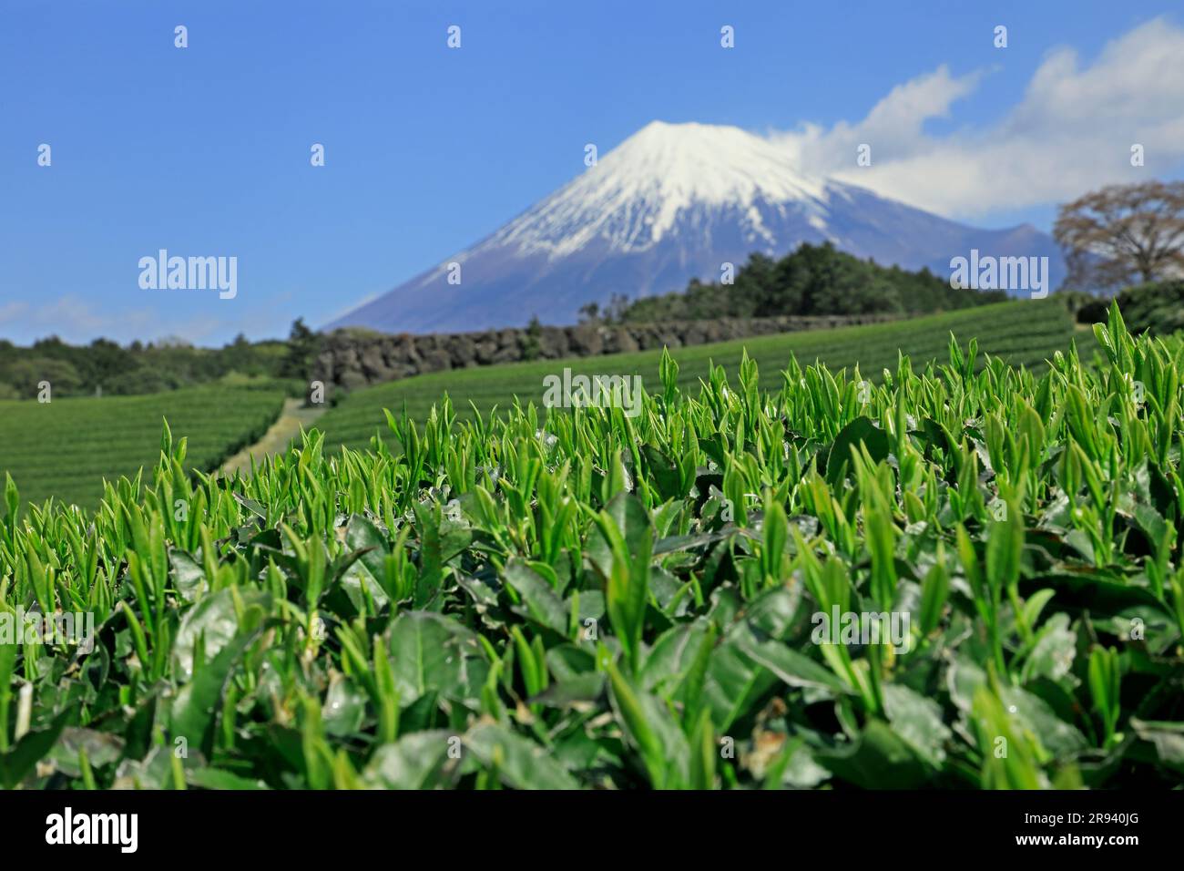 Tea Plantations and Mount Fuji Stock Photo - Alamy