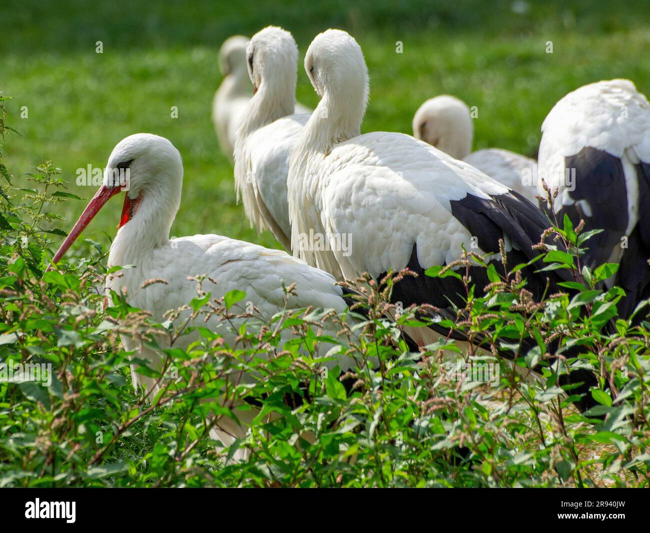 storks in germany Stock Photo - Alamy