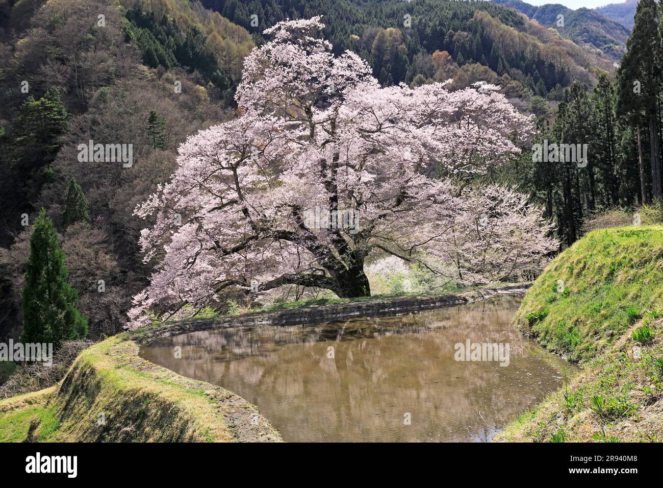 Cherry blossom of Koma-Tsunagi Stock Photo - Alamy