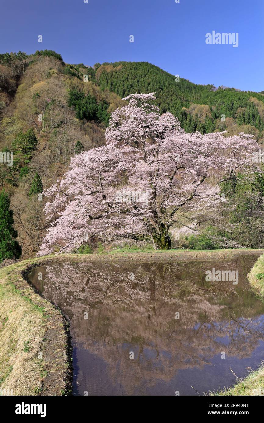 Cherry blossom of Koma-Tsunagi Stock Photo - Alamy