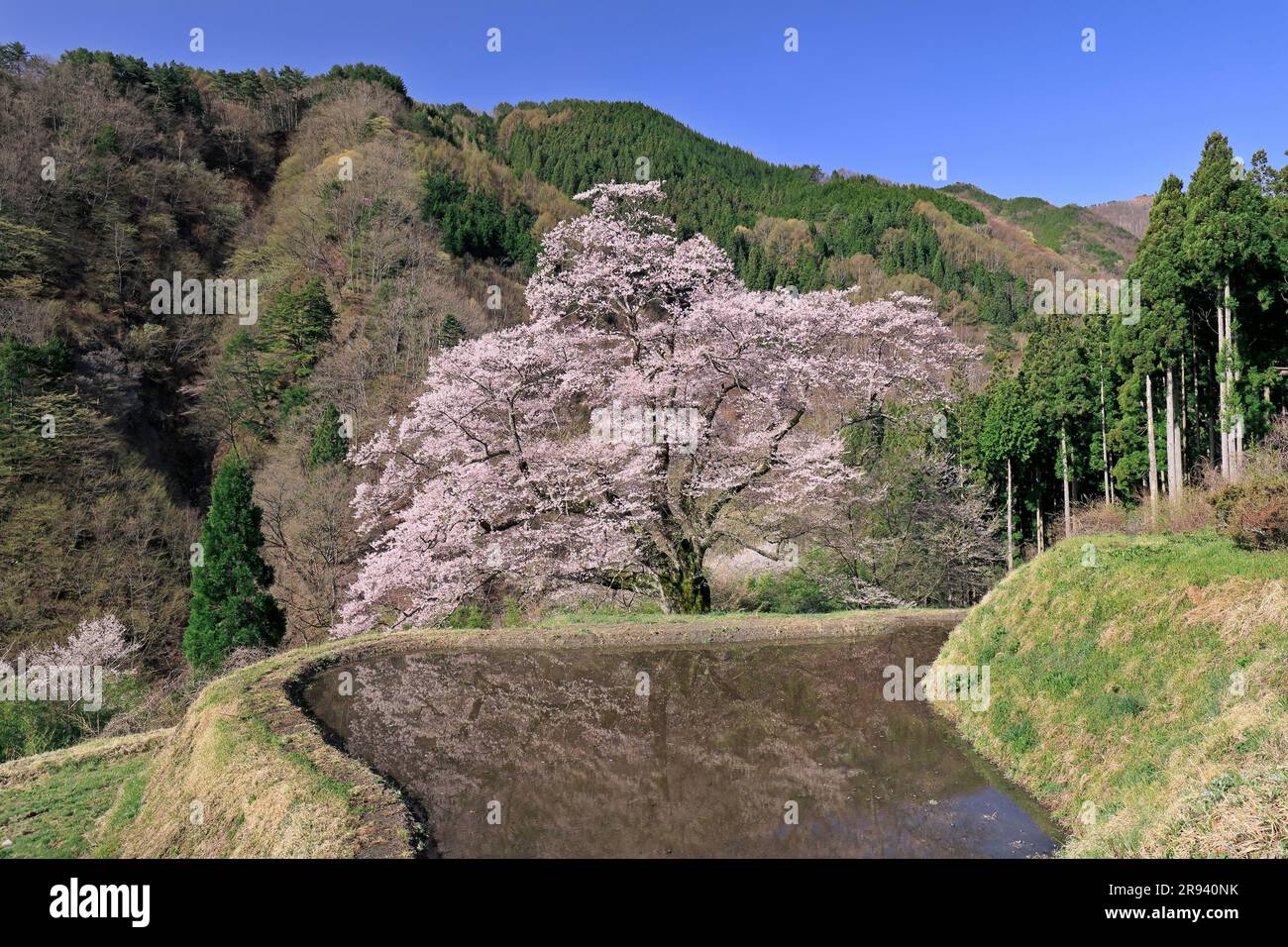 Cherry blossom of Koma-Tsunagi Stock Photo - Alamy
