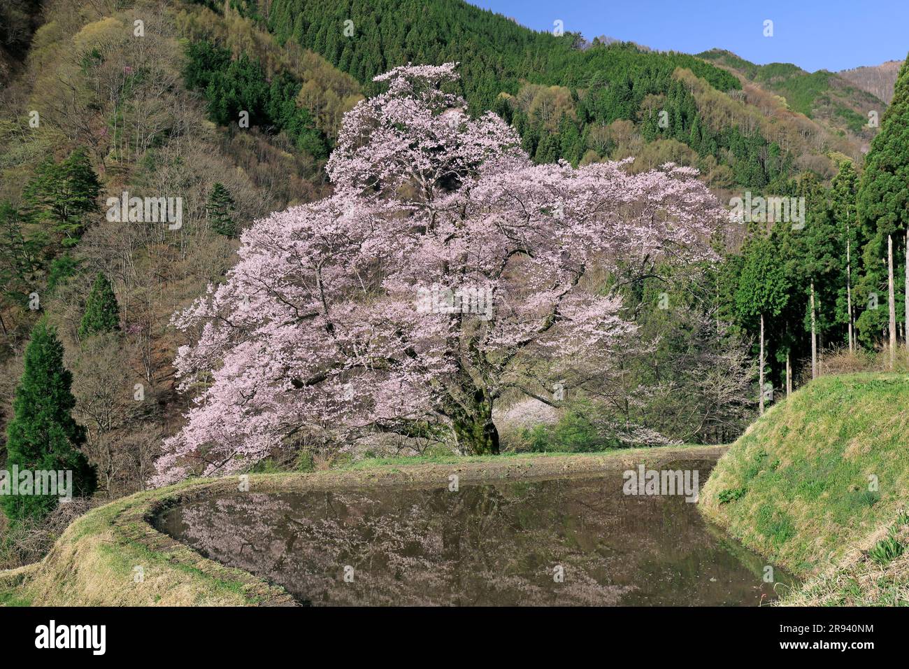 Cherry blossom of Koma-Tsunagi Stock Photo - Alamy