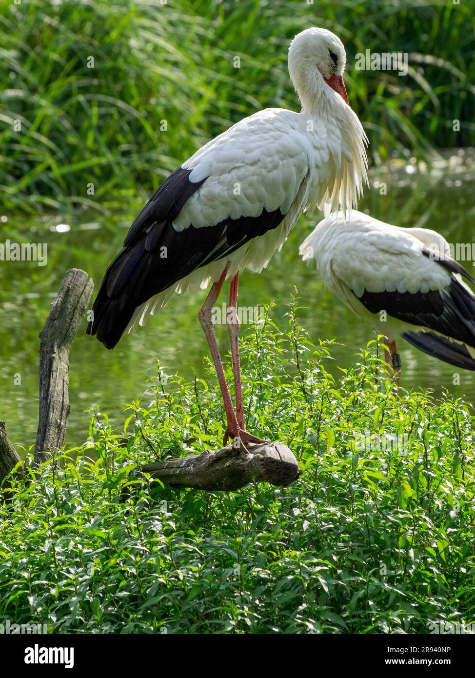 storks in germany Stock Photo - Alamy