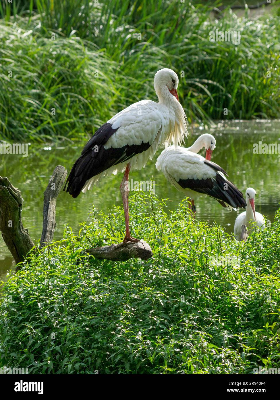 storks in germany Stock Photo - Alamy