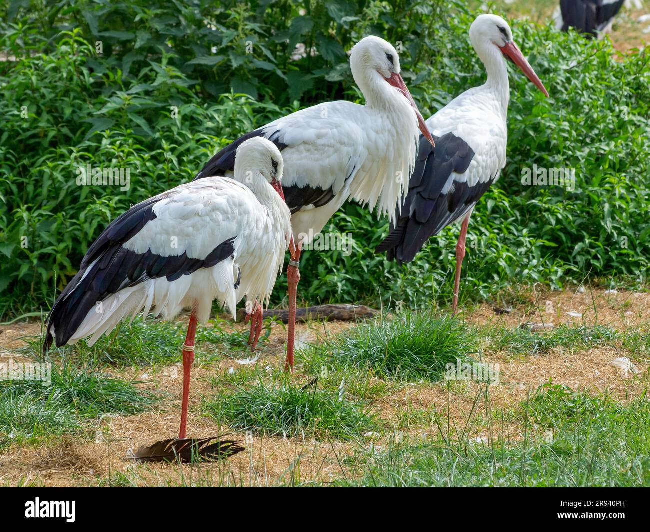 storks in germany Stock Photo - Alamy