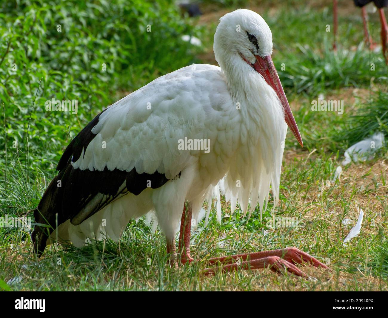 storks in germany Stock Photo - Alamy