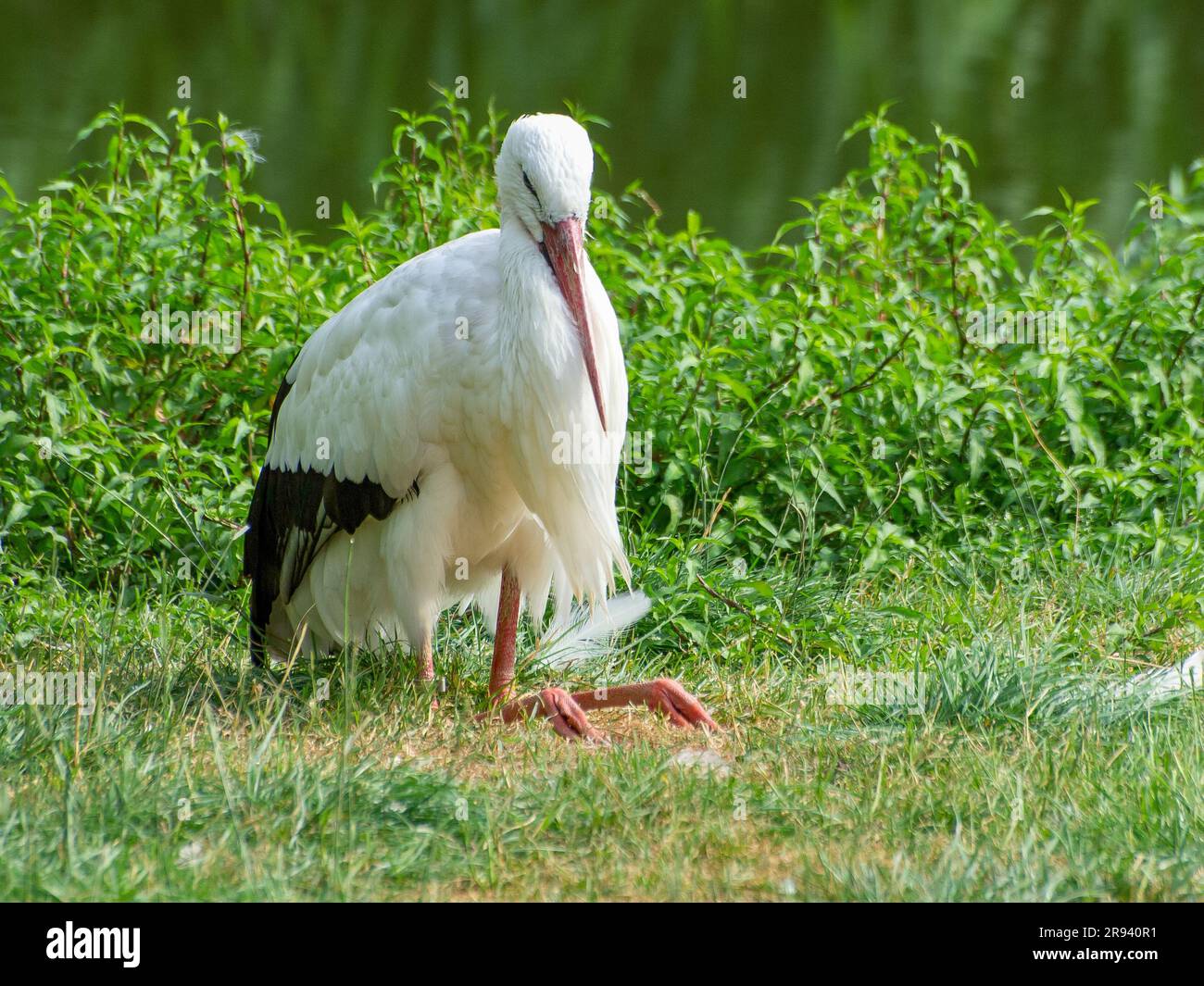 storks in germany Stock Photo - Alamy