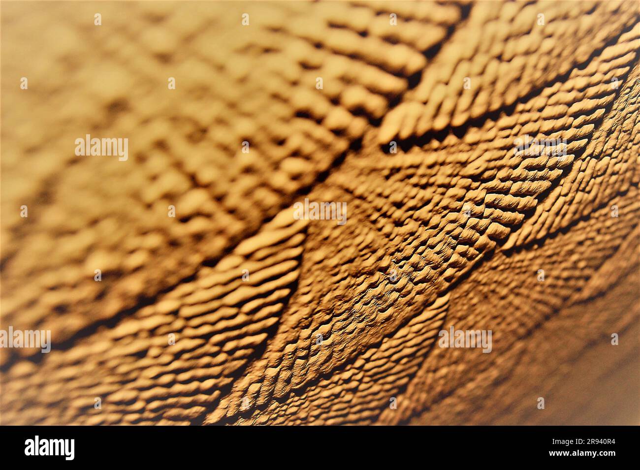 Scaly texture hi-res stock photography and images - Alamy