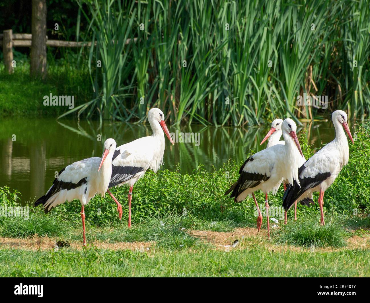 storks in germany Stock Photo - Alamy