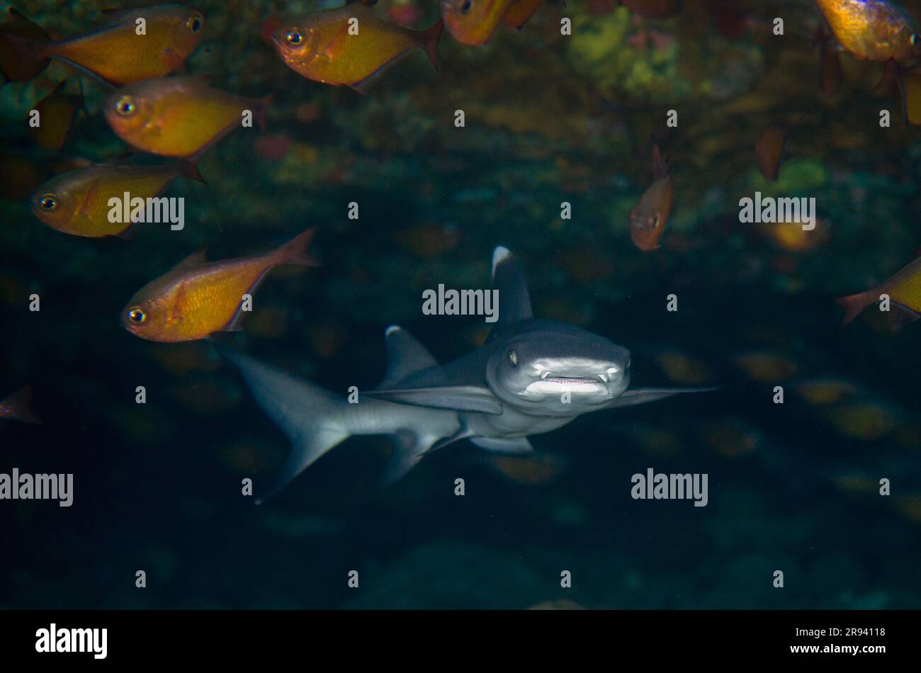 Whitetip Reef Shark, Triaenodon obesus, classified as Vulnerable on ...