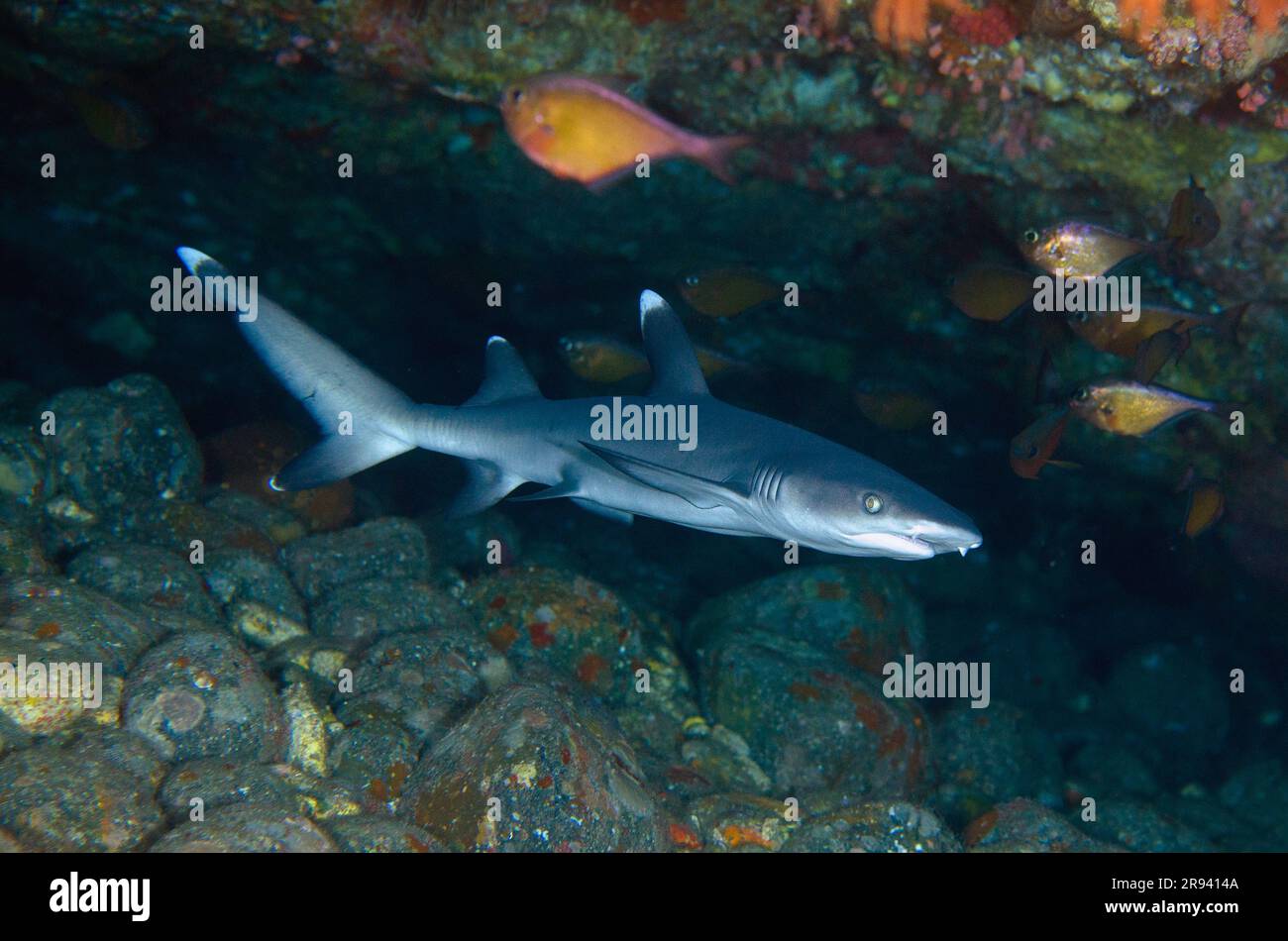 Whitetip Reef Shark, Triaenodon obesus, classified as Vulnerable on ...