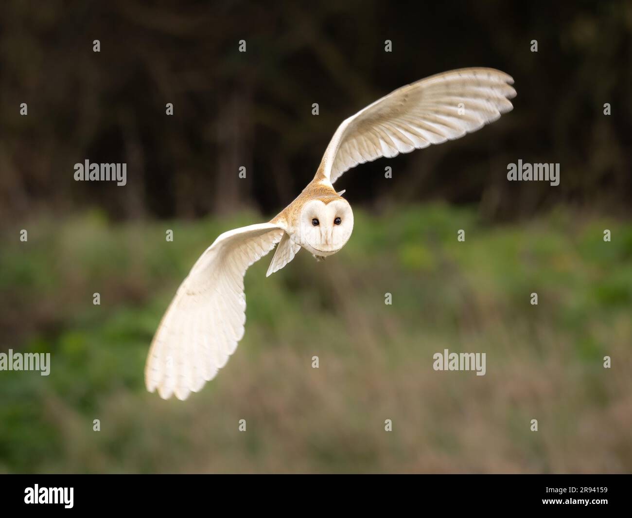 Barn Owls In Flight Close Up